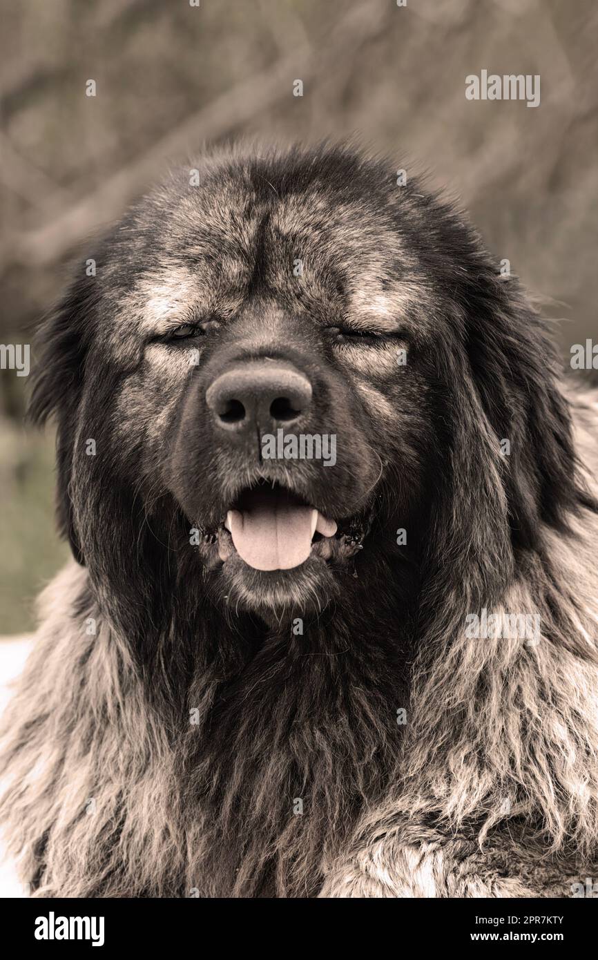 Caucasian Ovcharka Teeth