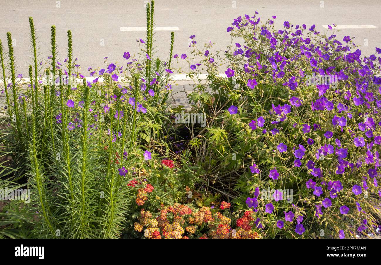 Blue spiky flowers hi-res stock photography and images - Alamy