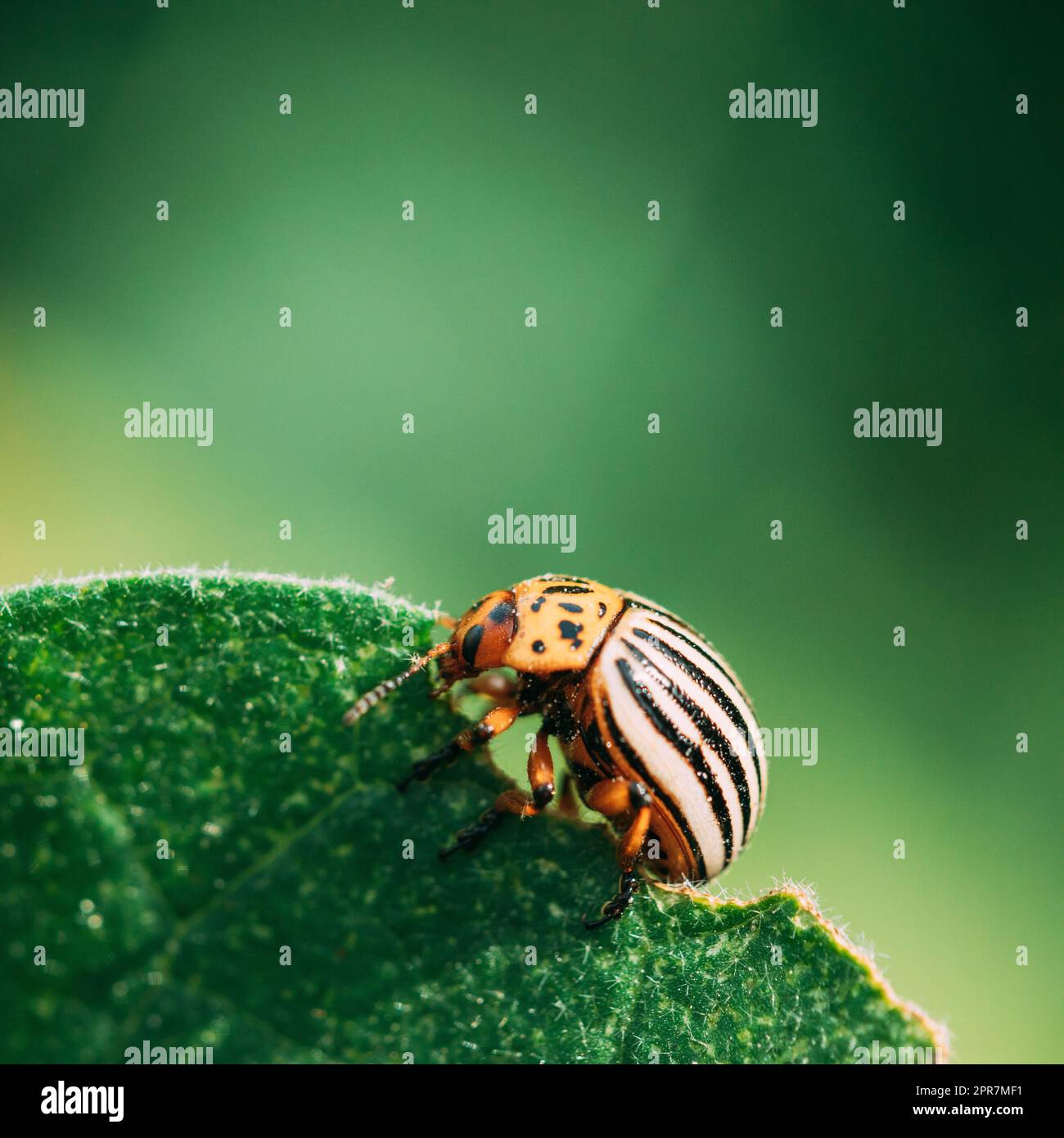 Colorado Striped Beetle - Leptinotarsa Decemlineata. This Beetle Is A ...