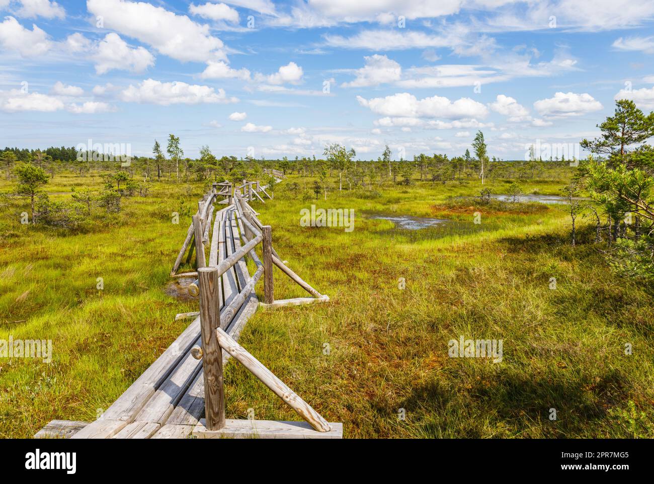 The wooden walking trail goes through small ponds in the swamp. The ...