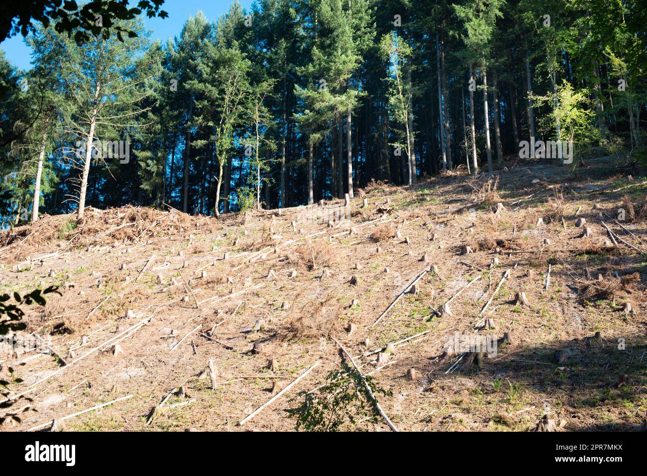 Forest in Germany, cut down trees, dried out ground after heat wave in ...