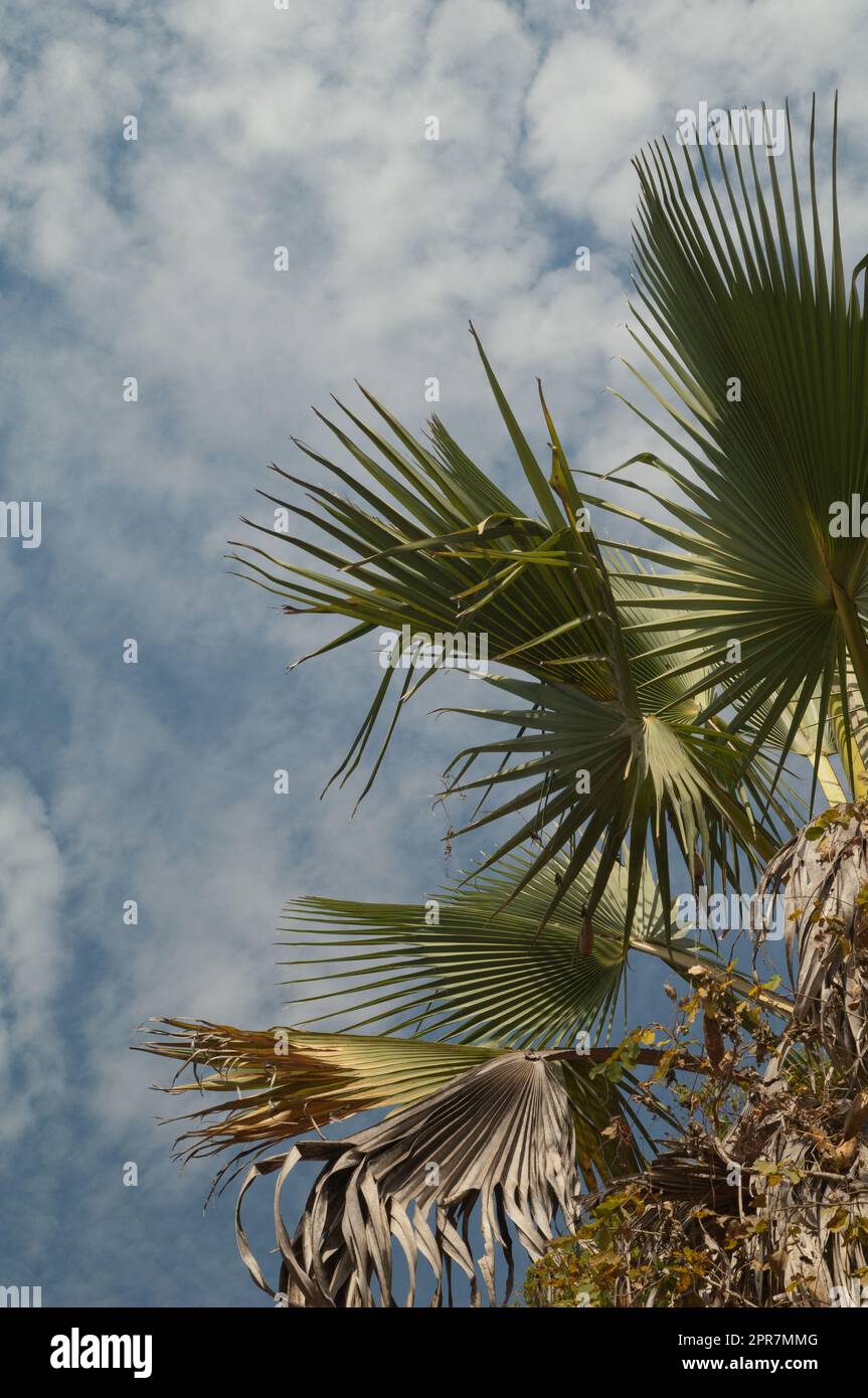 Niokolo koba national park senegal africa hi-res stock photography and ...
