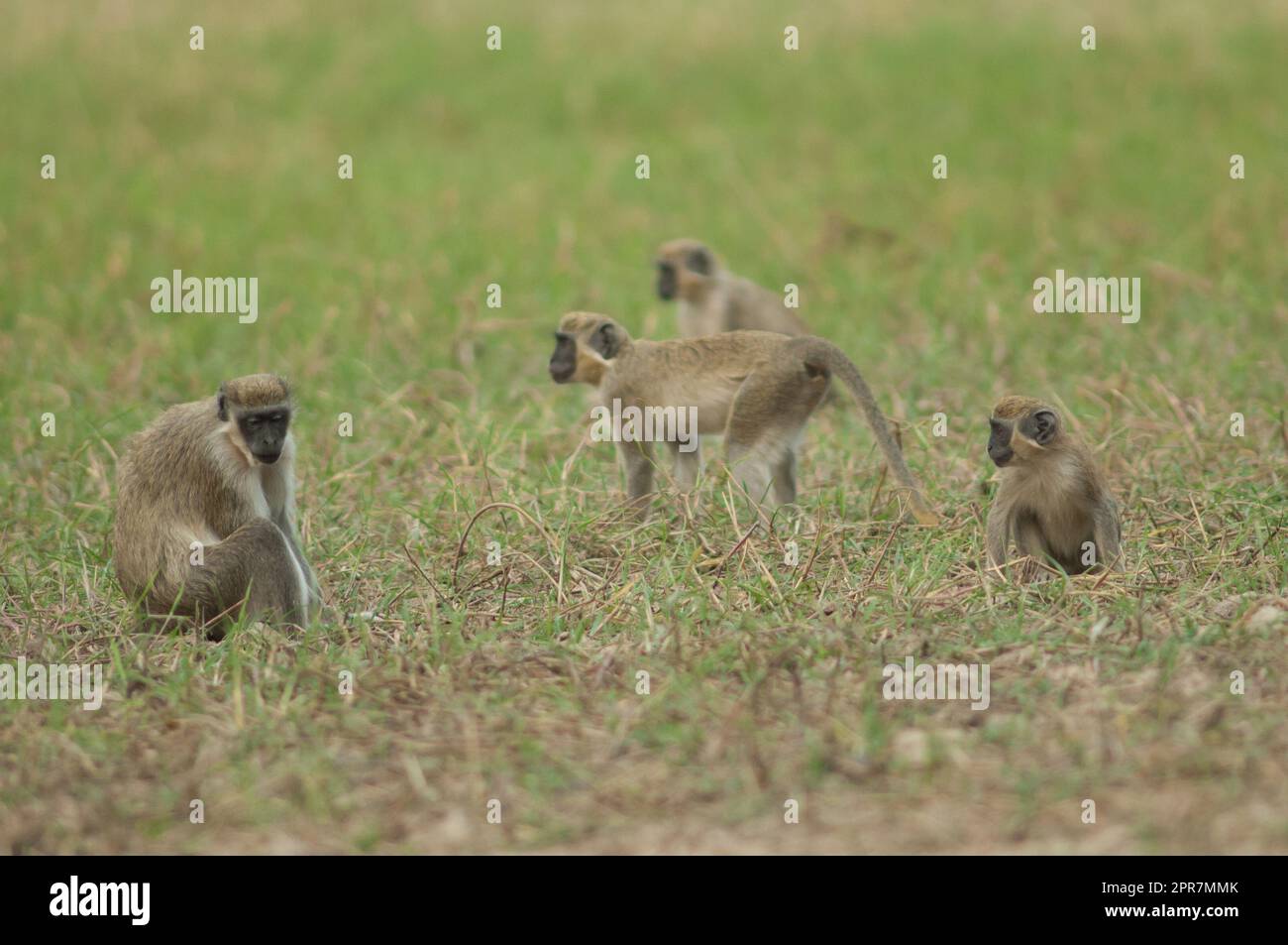 Chlorocebus species hi-res stock photography and images - Alamy