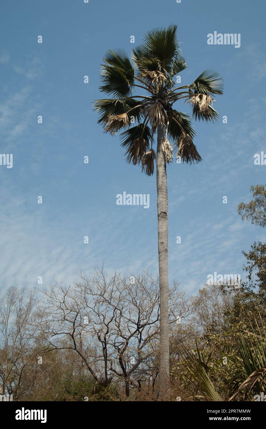 Palm tree in Niokolo Koba National Park Stock Photo - Alamy