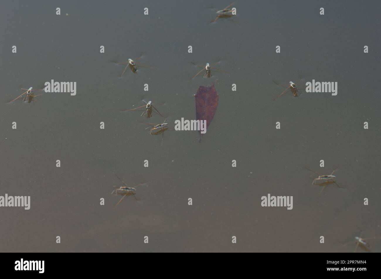 Aquatic hemiptera on the surface of the Gambia River Stock Photo - Alamy