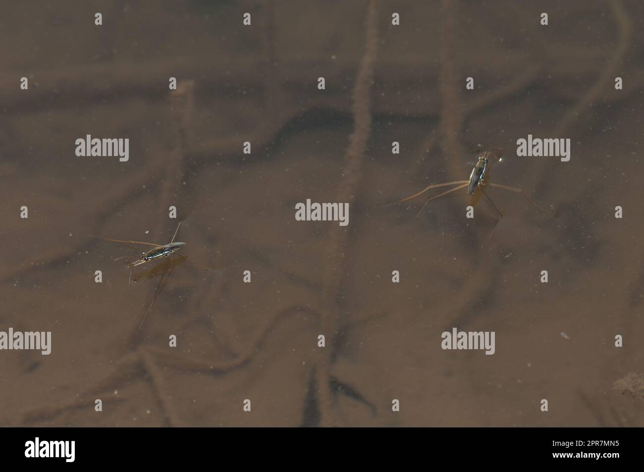 Aquatic Hemiptera on the surface of the Gambia River Stock Photo - Alamy