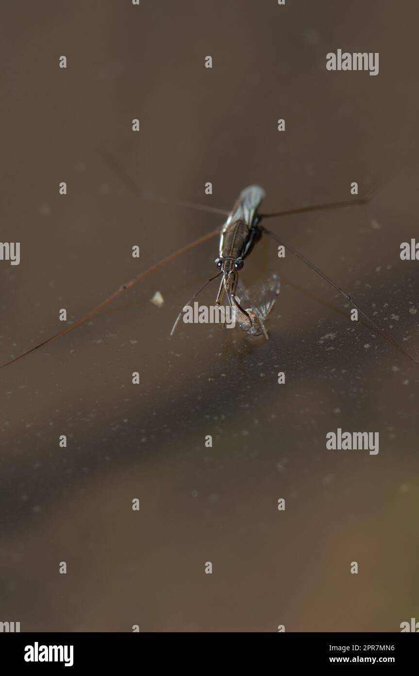 Aquatic hemiptera feeding on a insect on the Gambia River Stock Photo ...