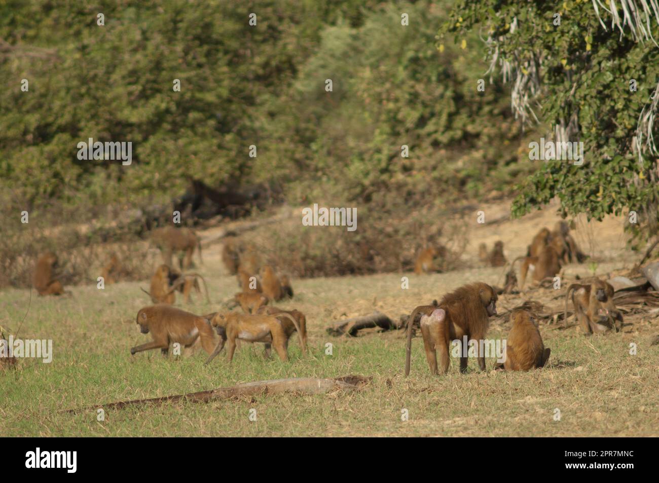 Senegal guinea hi-res stock photography and images - Alamy