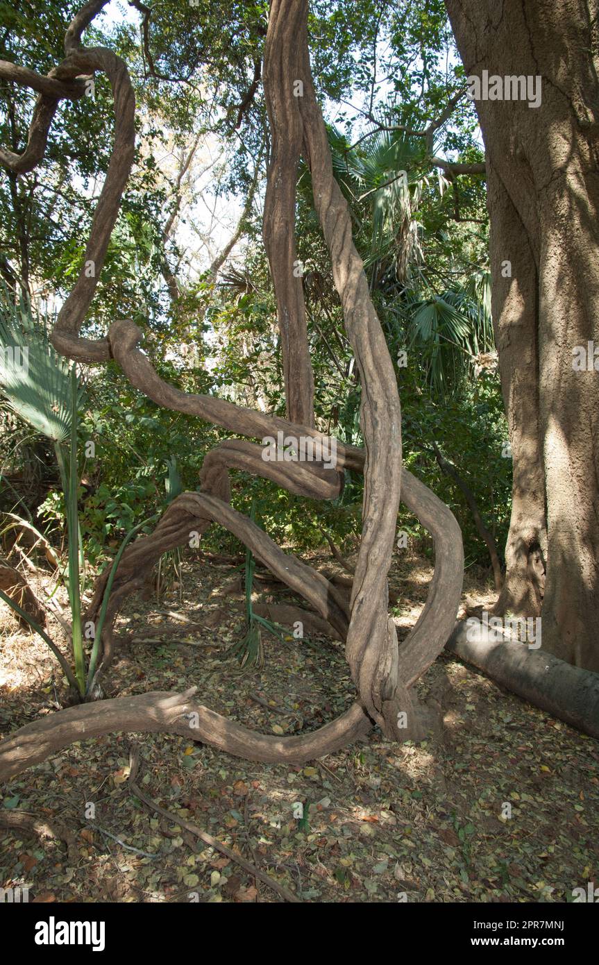 Liana in a forest of Niokolo Koba National Park Stock Photo - Alamy