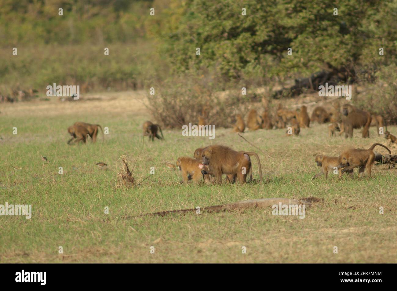 Feeding monkeys group hi-res stock photography and images - Alamy