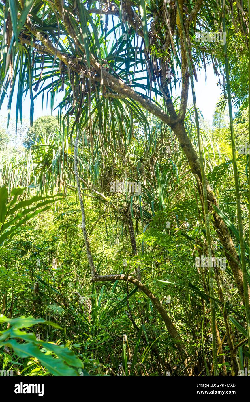 Pandanus tree in the jungle of the national park Khao Sok in Thailand ...