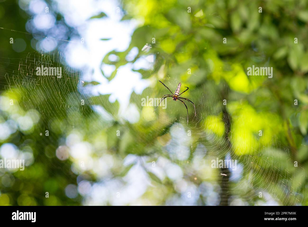 Huge web with silk spider in the jungle of the national park Khao Sok ...