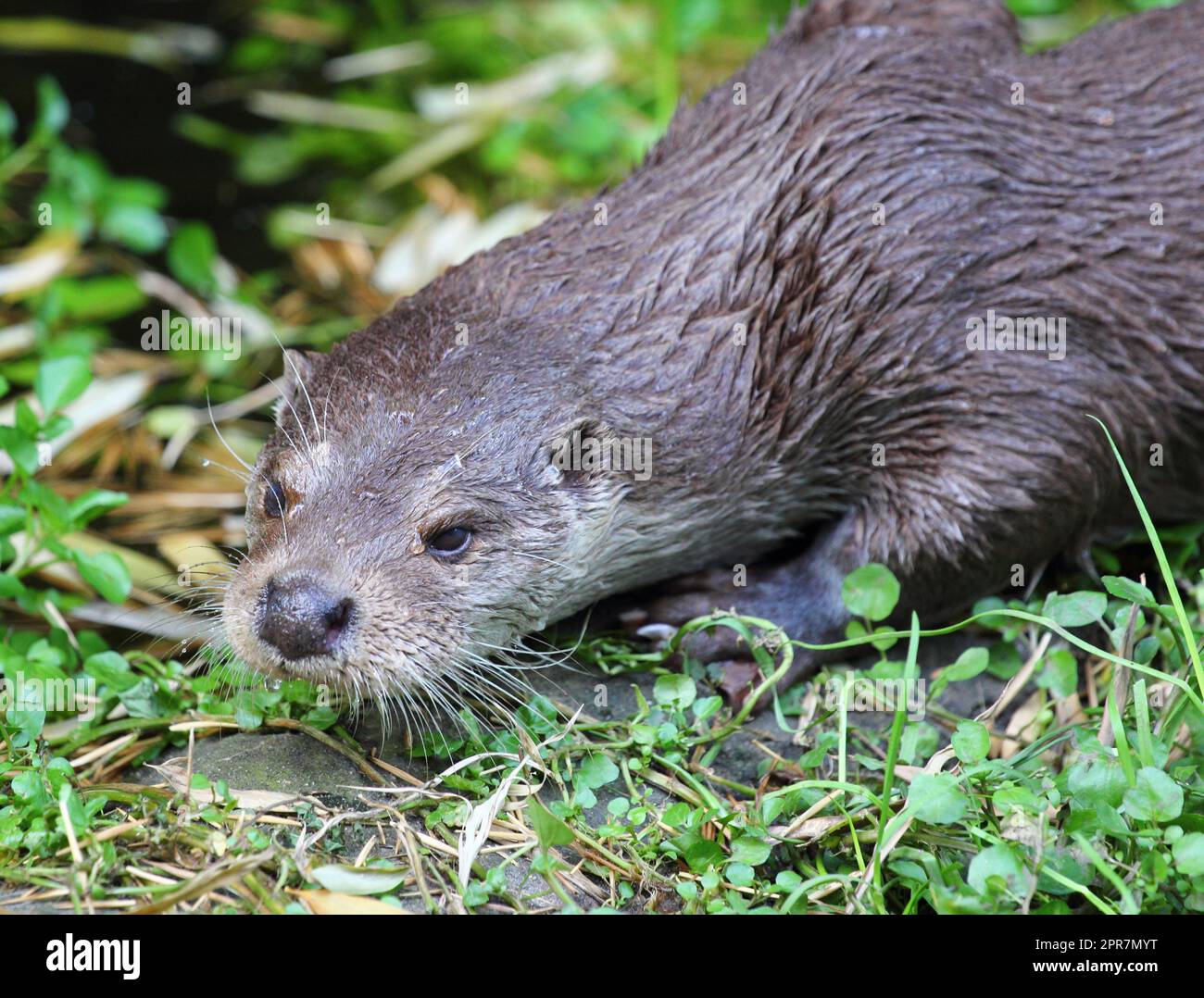 Fischotter Otter (Lutra lutra Stock Photo - Alamy