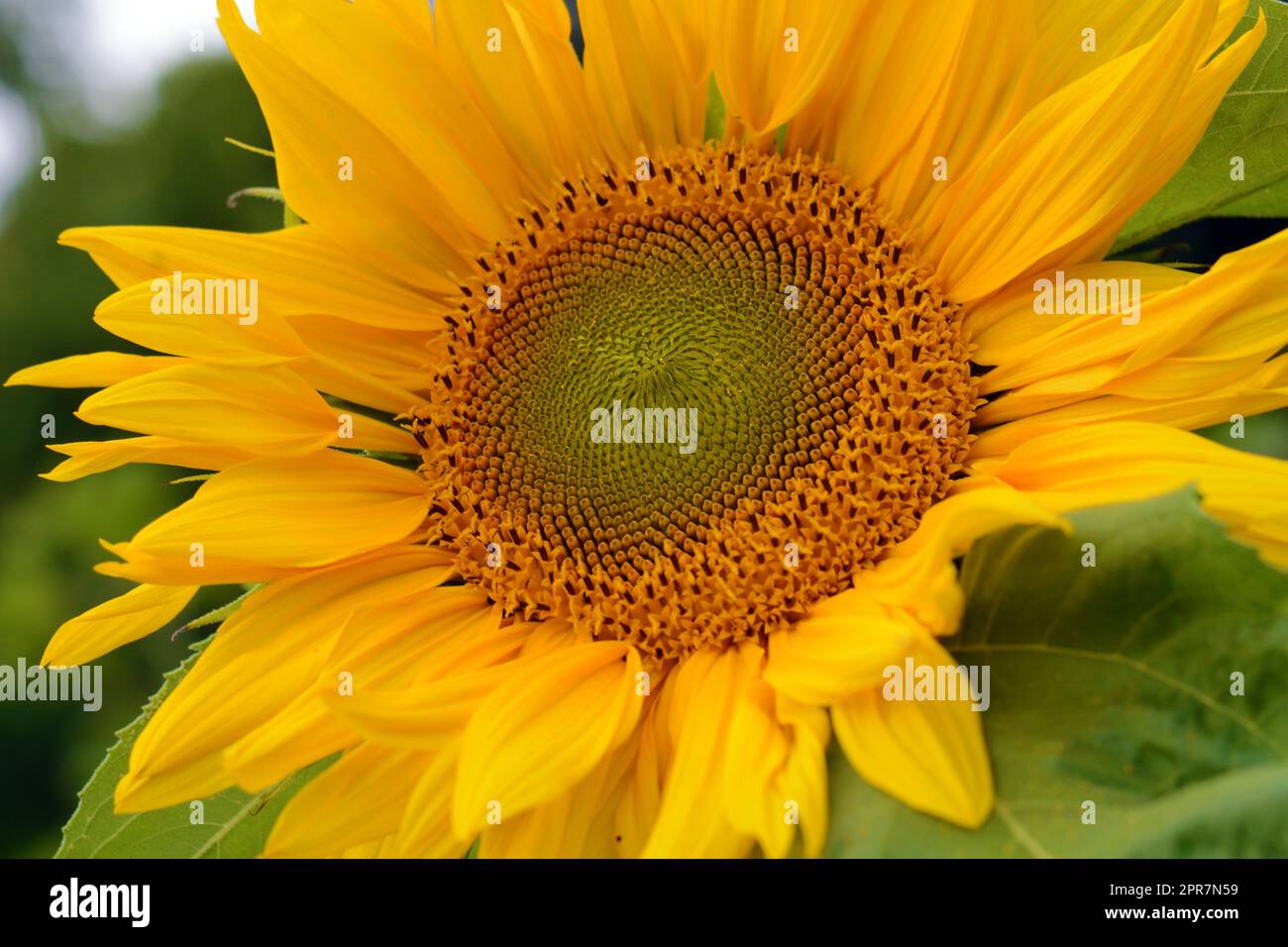 4 sunflowers hi-res stock photography and images - Alamy
