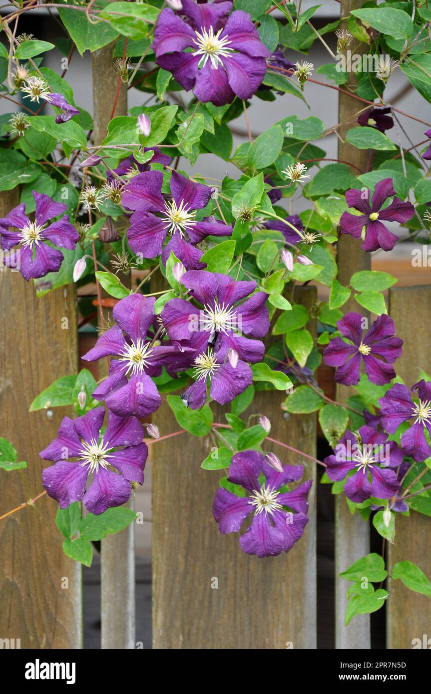Purple clematis beauty Stock Photo - Alamy