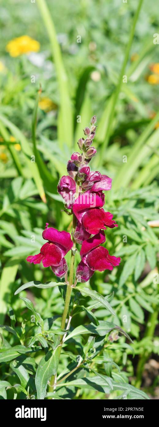Purple snapdragon flower bunch hi-res stock photography and images - Alamy