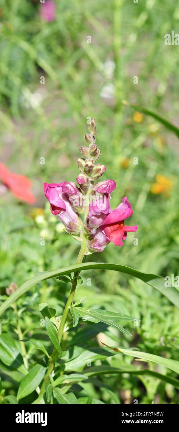 Snapdragon flower or Antirrhinum (Latin Antirrhinum Stock Photo - Alamy