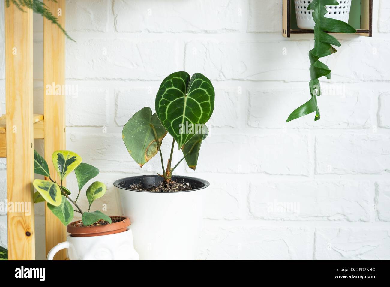 Shelving with a group of indoor plants in the interior. Houseplant ...