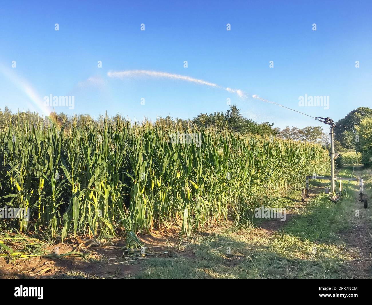 Farm field wheat growing field sprinkler Stock Photo - Alamy