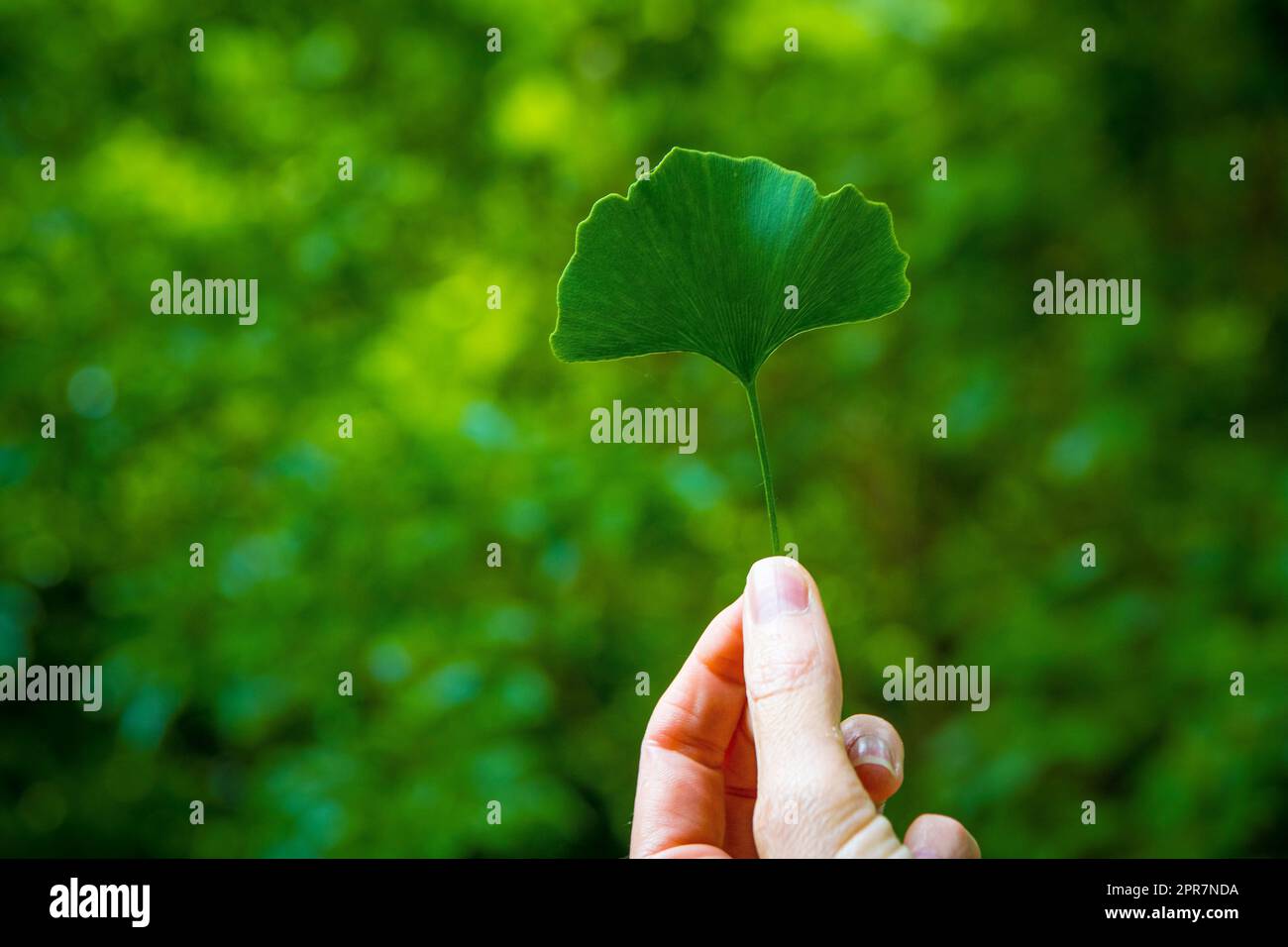 Hand holding Ginkgo leaf rom maidenhair tree Stock Photo - Alamy