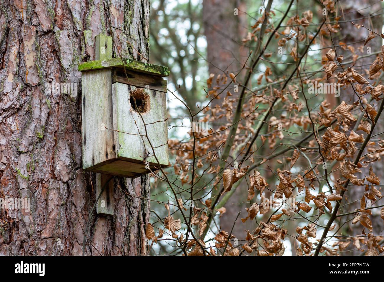 Wooden box for birds on a tree Stock Photo - Alamy
