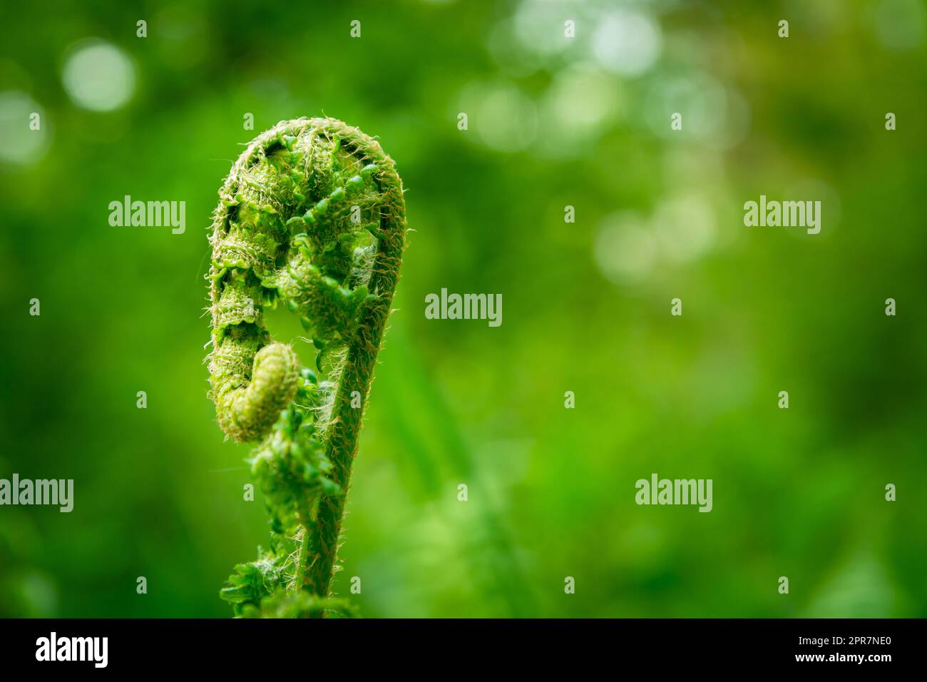 Green fern leaf growing hi-res stock photography and images - Alamy
