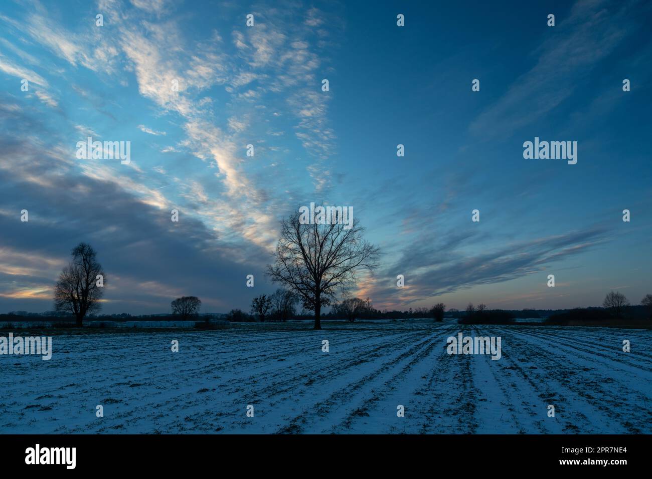 Snow on the field and trees, view with clouds after sunset Stock Photo ...