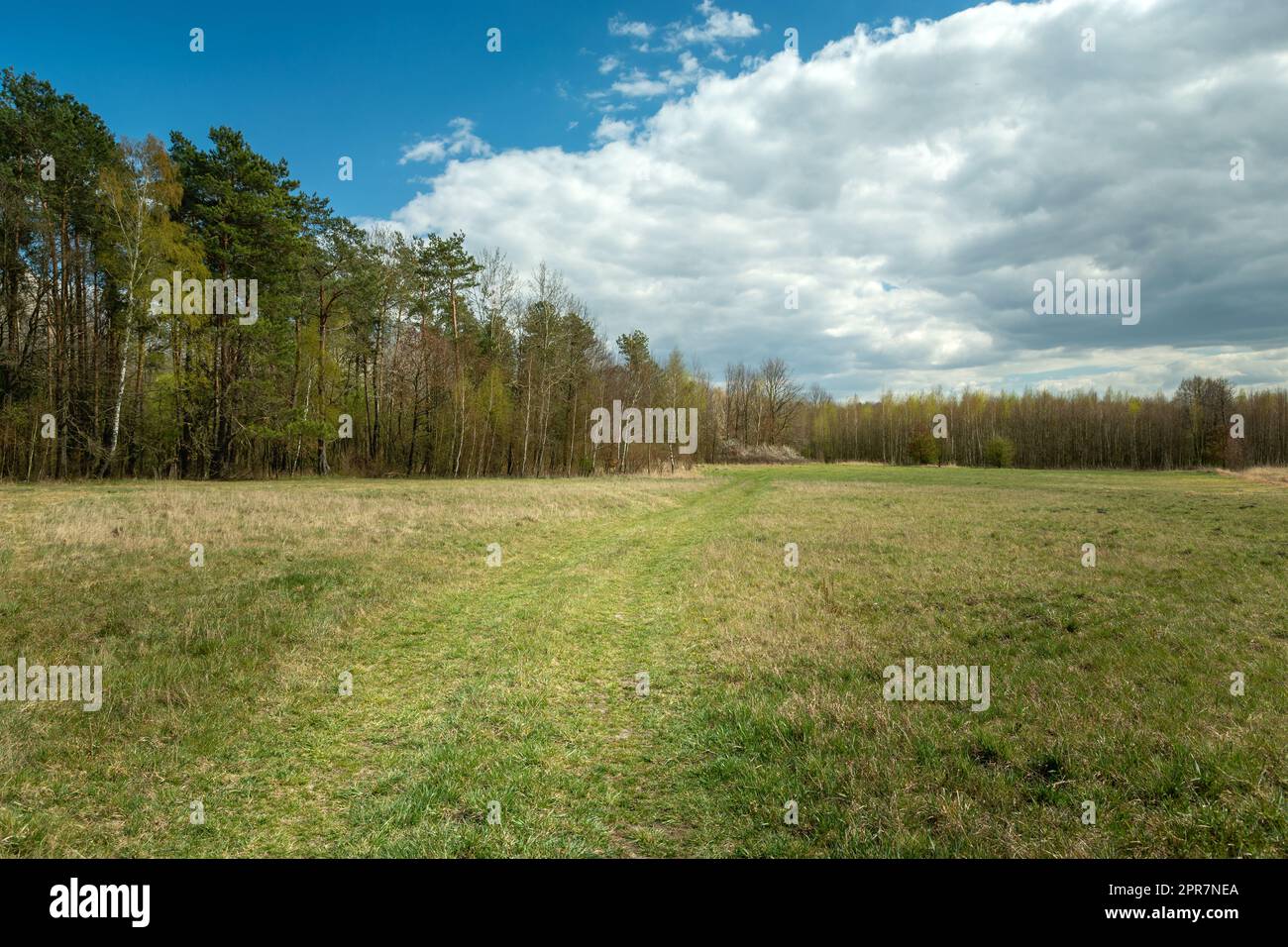 Meadow forest hi-res stock photography and images - Alamy