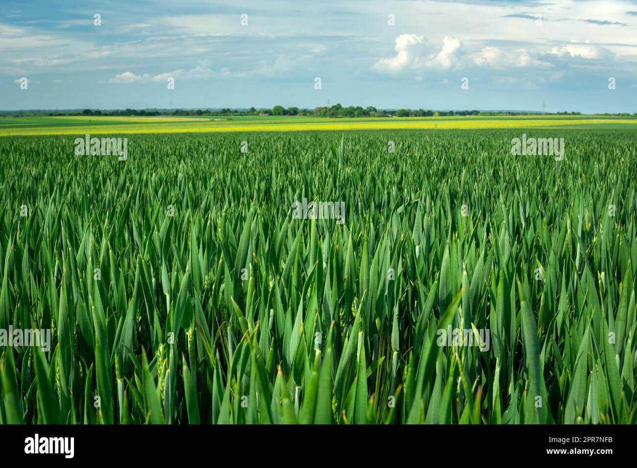 Large green grain field, horizon and sky Stock Photo - Alamy
