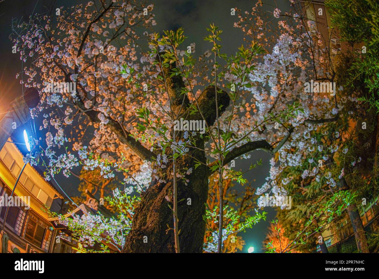 Cherry blossoms of Yokohama Hodogaya-ku Stock Photo - Alamy