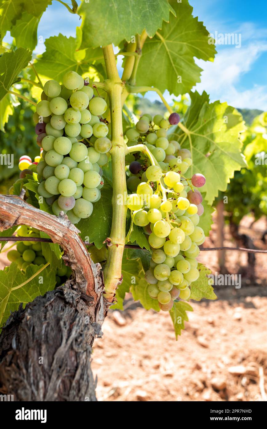 Bunches of grapes on the plant during the veraison phase. Agriculture ...