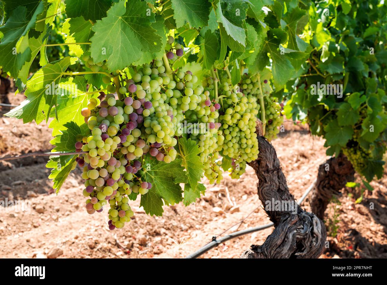 Bunches of grapes on the plant during the veraison phase. Agriculture ...