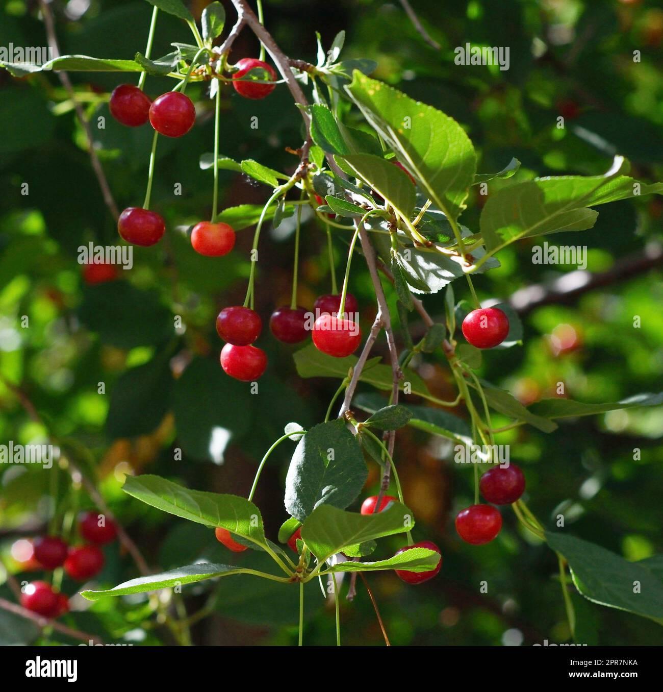 Prunus subg hi-res stock photography and images - Alamy