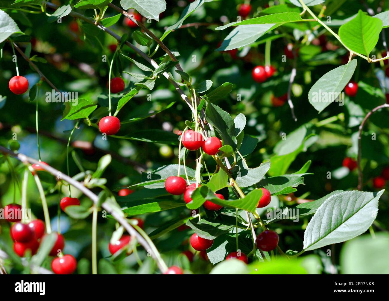 Latin berry hi-res stock photography and images - Alamy