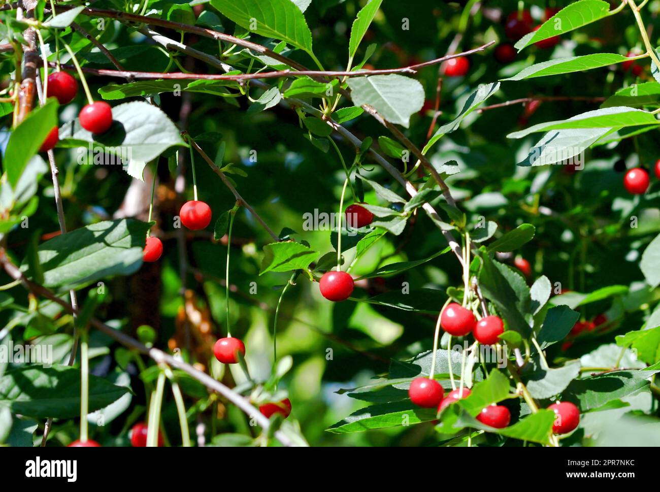Red ripe cherry prunus hi-res stock photography and images - Alamy