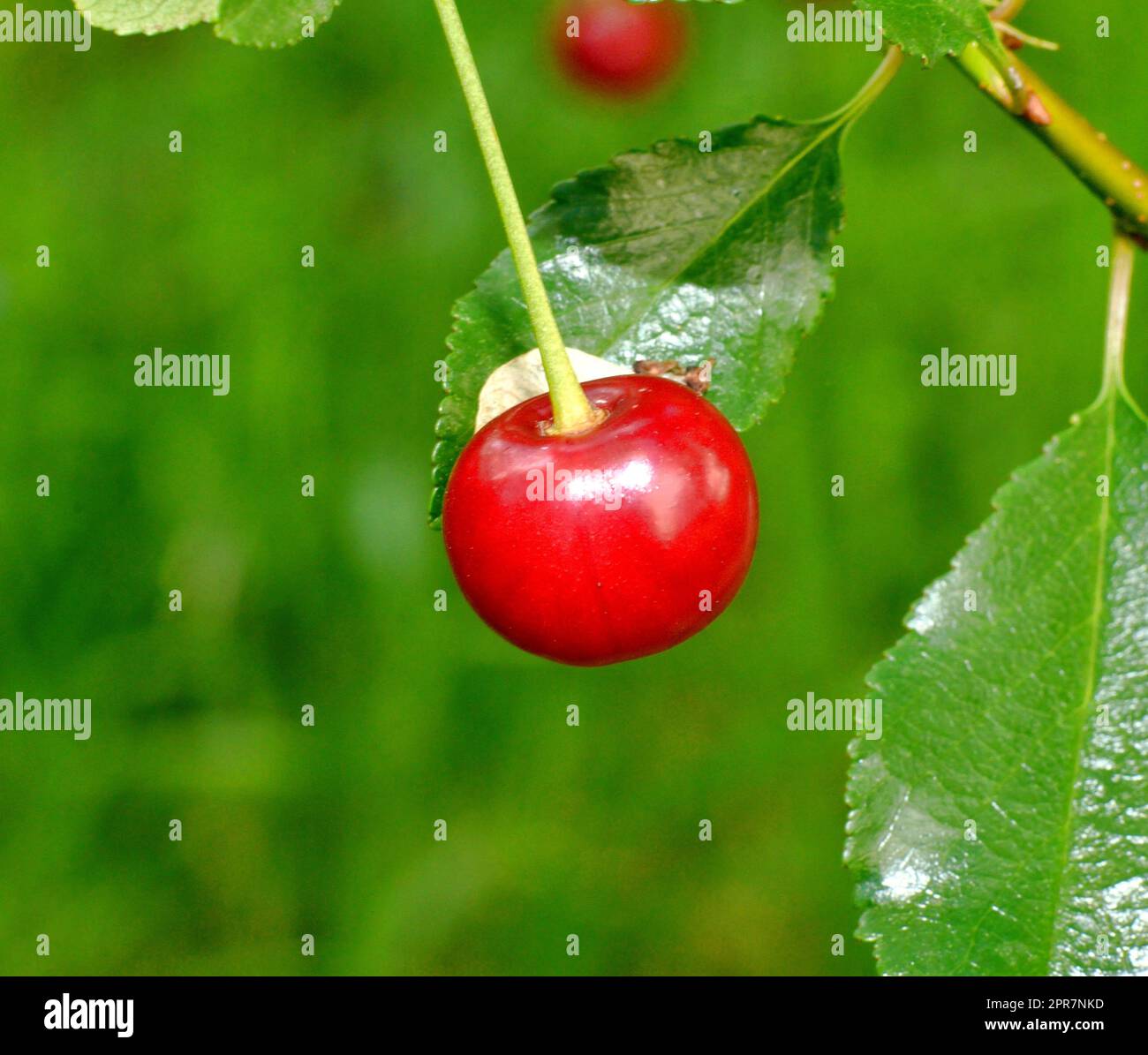 Red ripe cherry prunus hi-res stock photography and images - Alamy