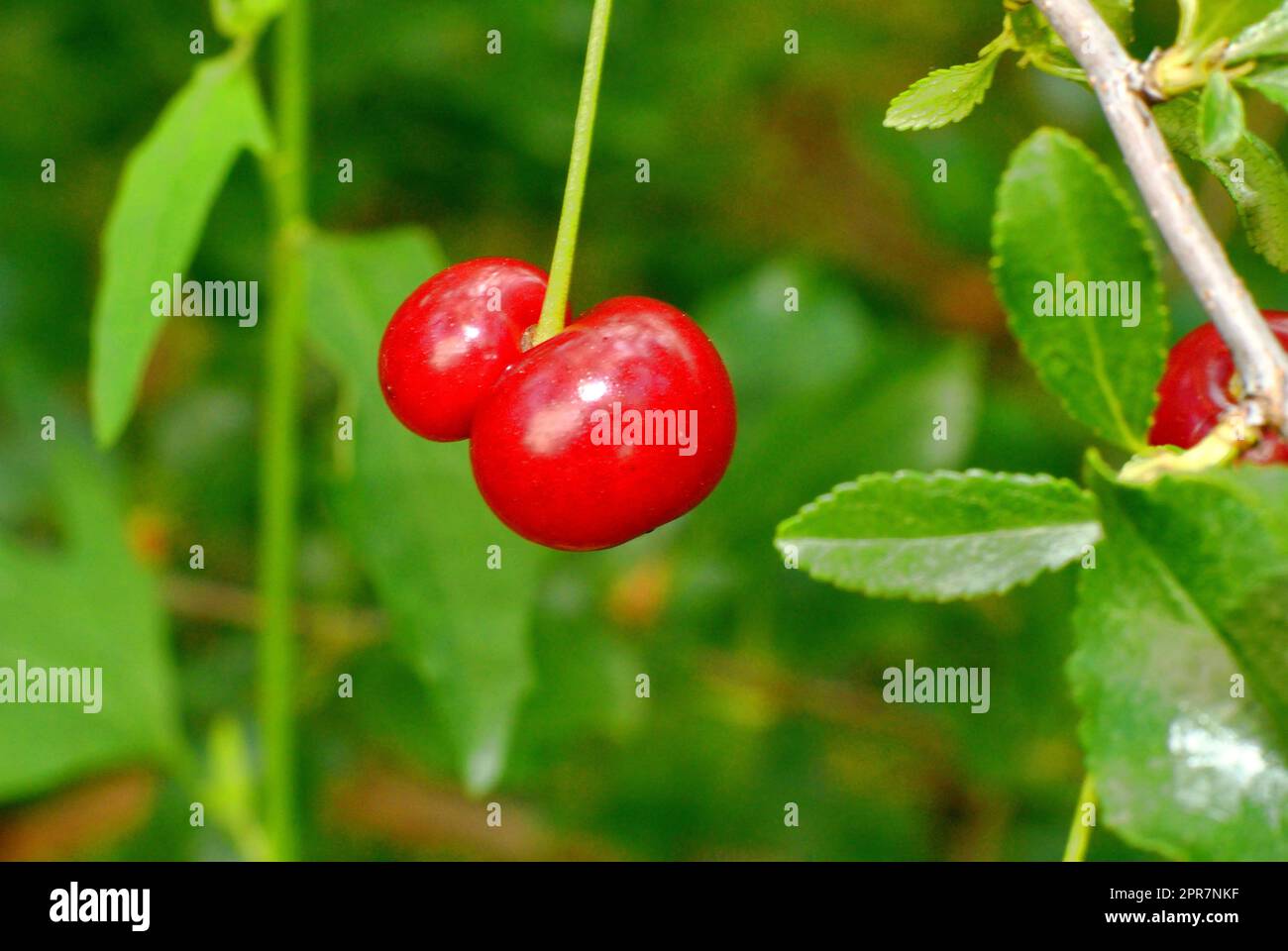 Latin berry hi-res stock photography and images - Alamy