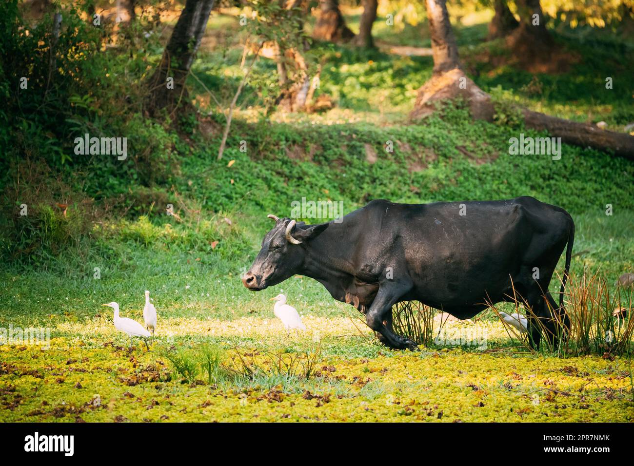 Goa, India. Cow Walking With Little Egrets In Swamp Stock Photo - Alamy