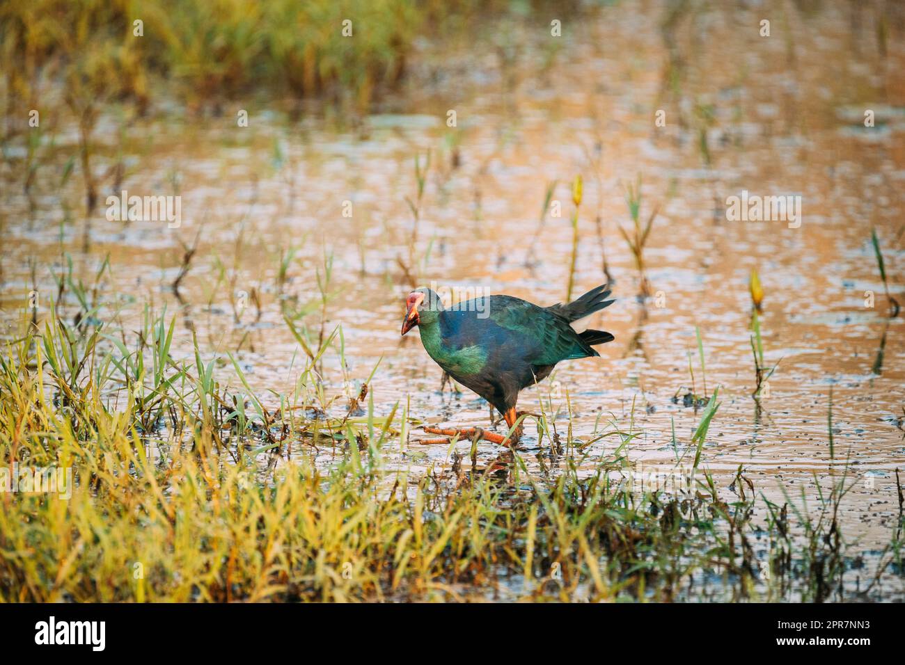 Goa, India. Grey-headed Swamphen Bird In Morning Looking For Food In ...
