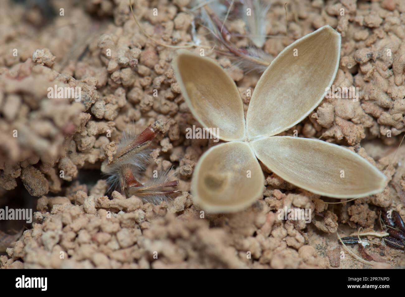Pod open and seeds in the Natural Reserve of Popenguine Stock Photo - Alamy