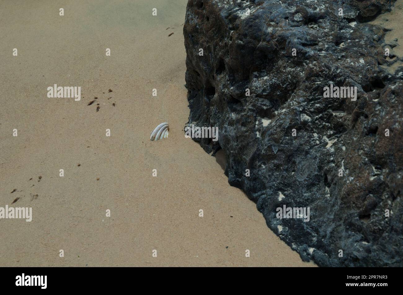Tracks of bird, shell buried in the sand and rock Stock Photo - Alamy