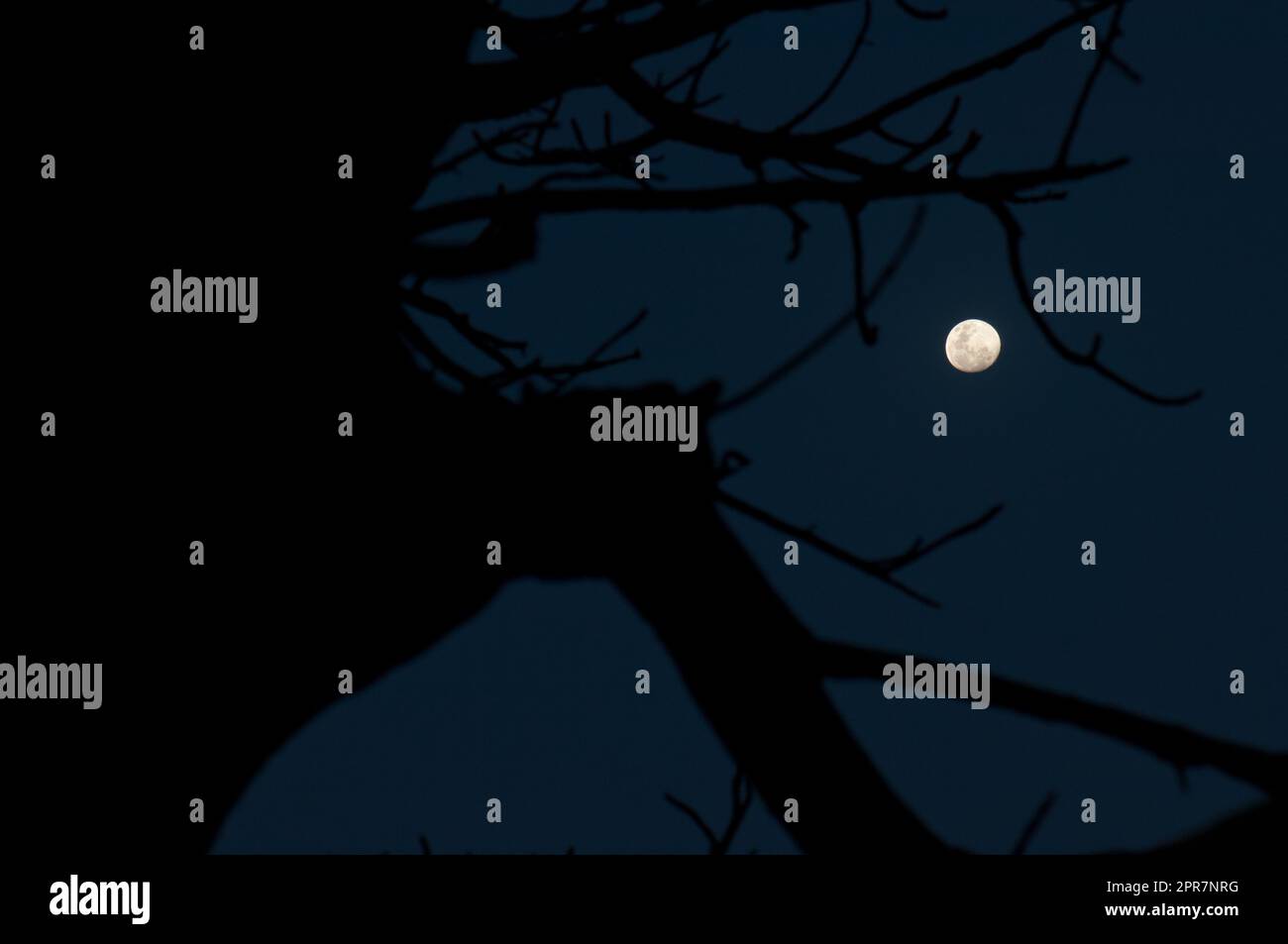 Moon between tree hi-res stock photography and images - Alamy