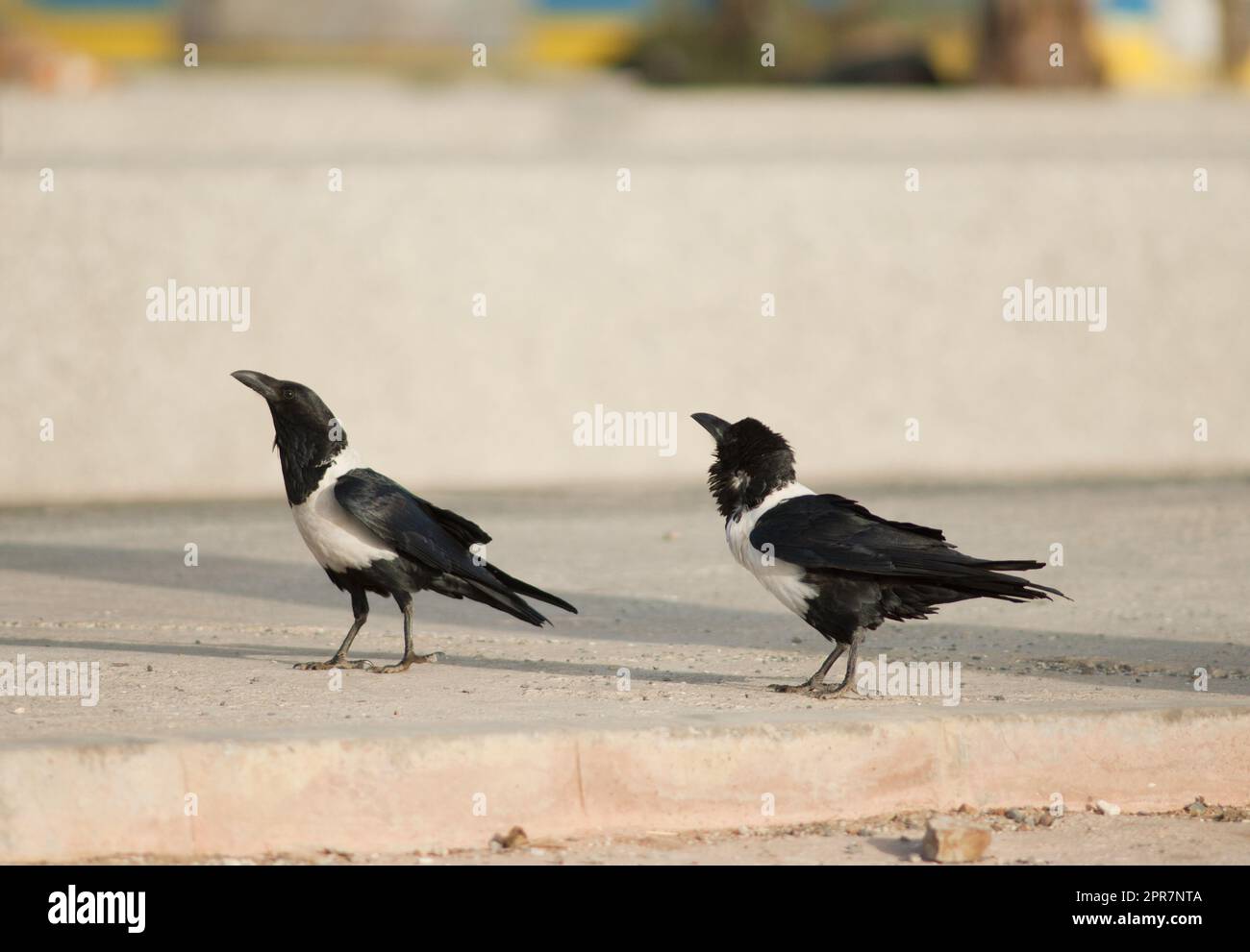 Pair of pied crows Corvus albus in Dakar Stock Photo - Alamy