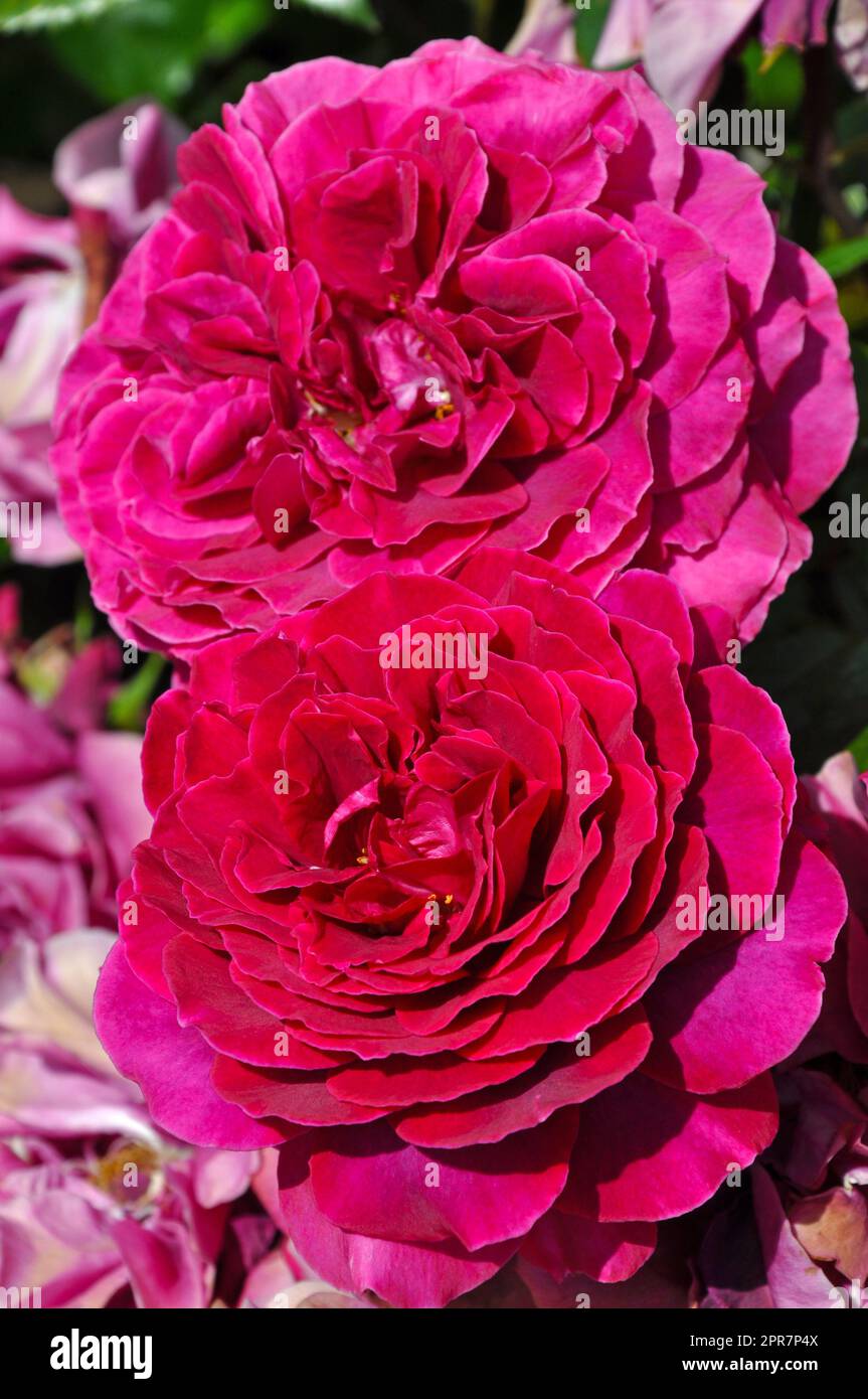 Red roses beauty Stock Photo - Alamy