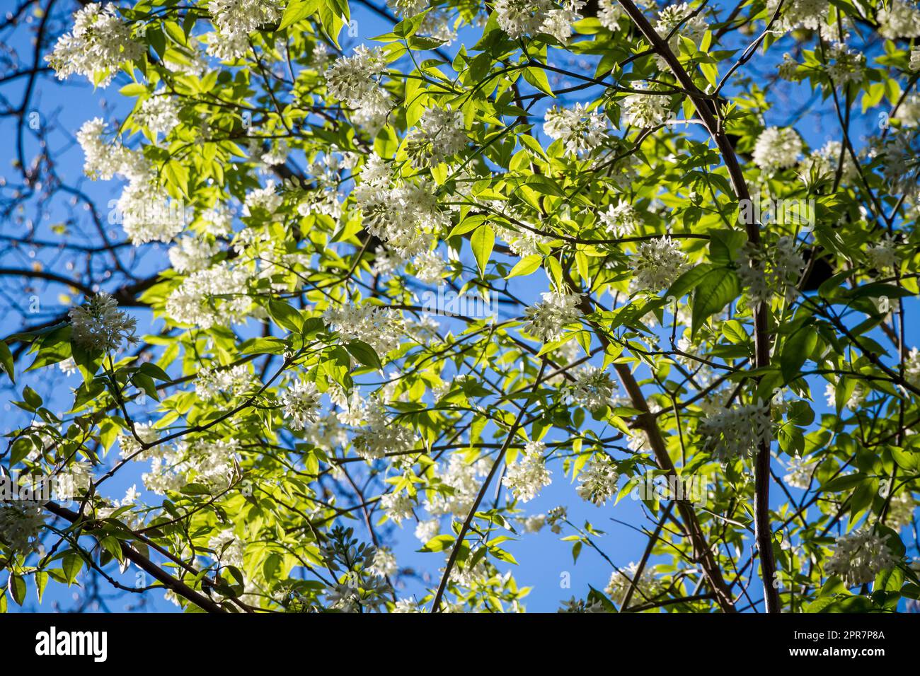 Mexican orange blossom in spring Stock Photo - Alamy