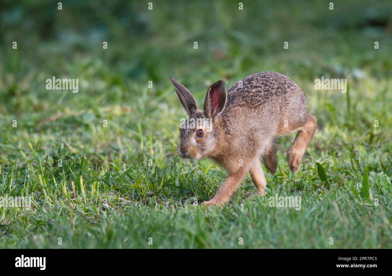 Run rabbit run hi-res stock photography and images - Alamy