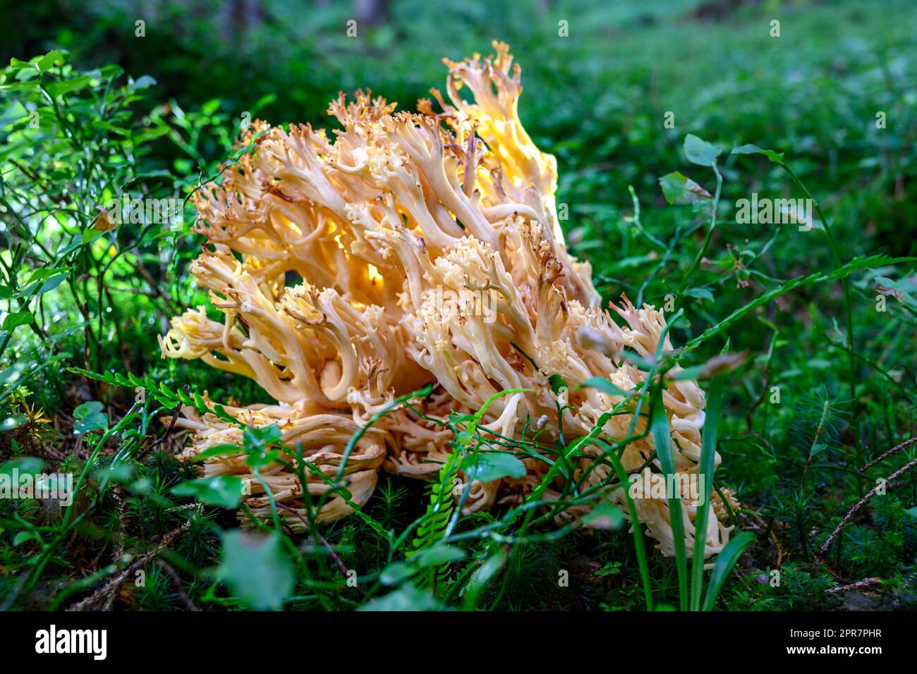 Eat fungi hi-res stock photography and images - Alamy