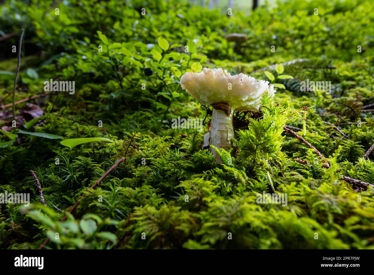Eat fungi hi-res stock photography and images - Alamy
