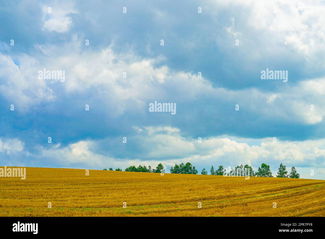 Image of meadow hi-res stock photography and images - Alamy