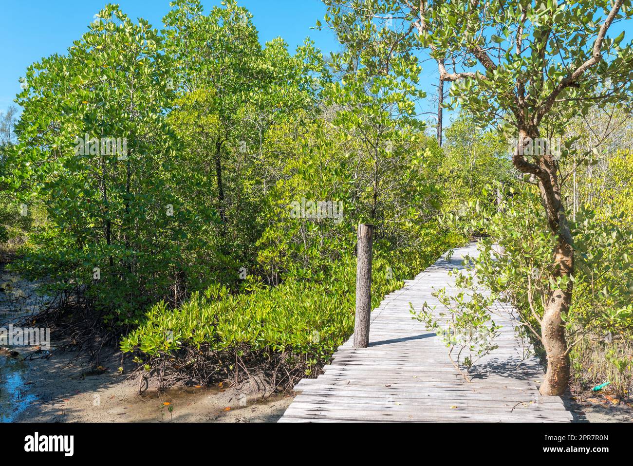 Walk through the mangroves of Ko Phayam Stock Photo - Alamy
